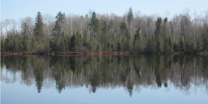 Aquatic Invasive Species – Minnesota Coalition of Lake Associations