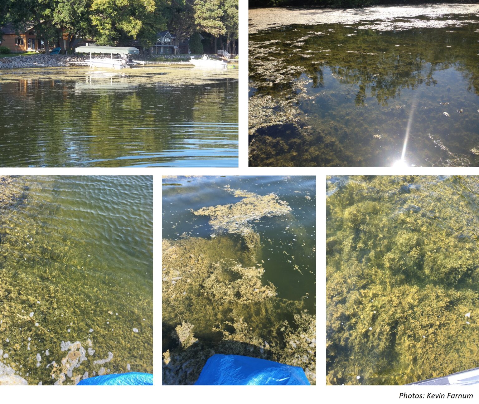 Aquatic Invasive Species – Minnesota Coalition of Lake Associations