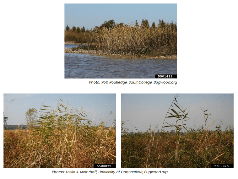 Aquatic Invasive Species – Minnesota Coalition of Lake Associations