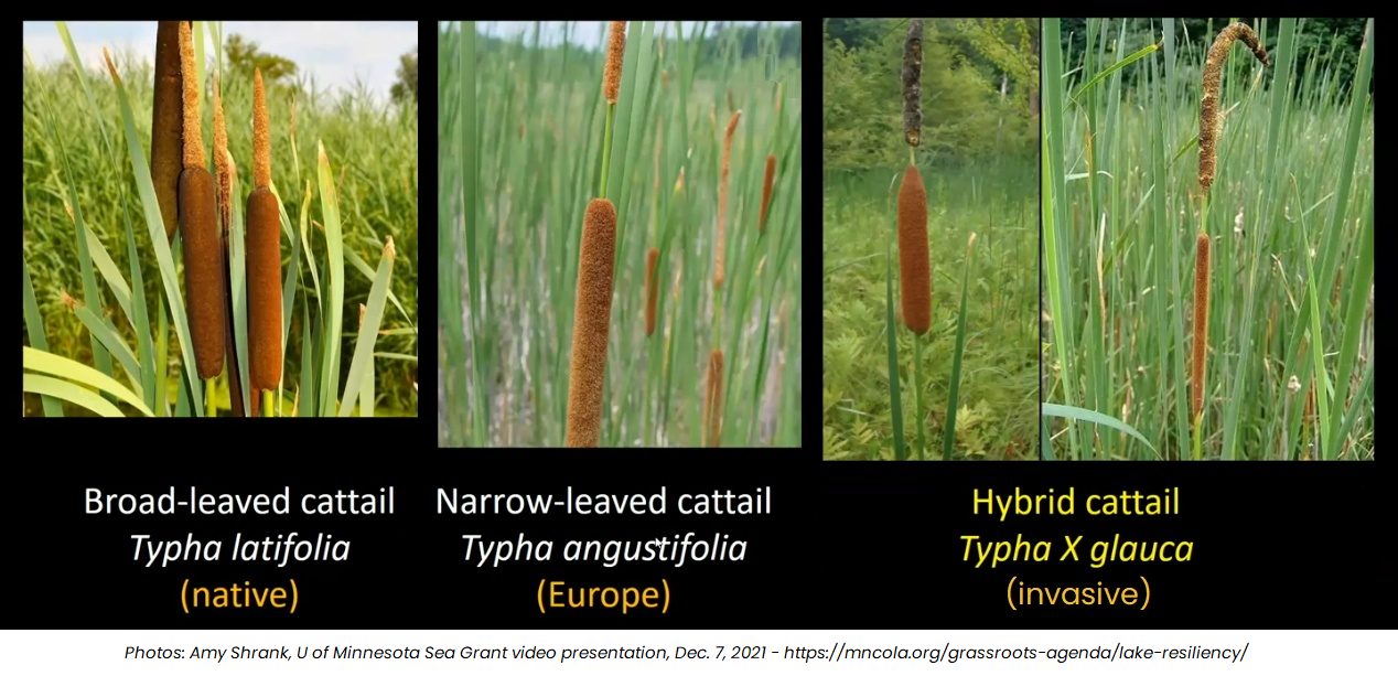 Aquatic Invasive Species – Minnesota Coalition of Lake Associations