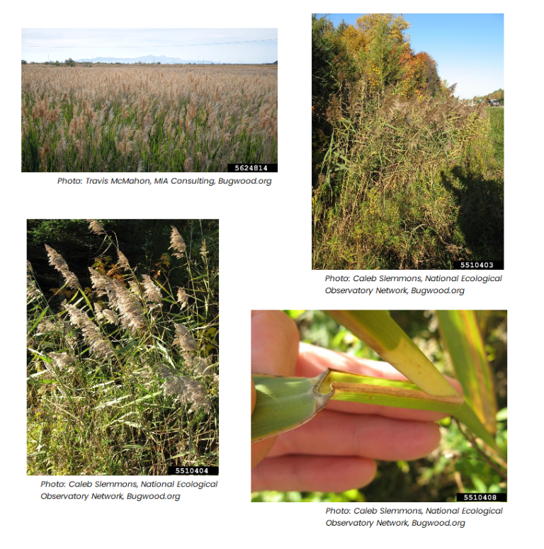 Aquatic Invasive Species – Minnesota Coalition of Lake Associations